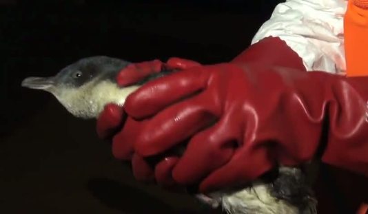 Penguin rescue - at Rena oil spill | eJOY English
