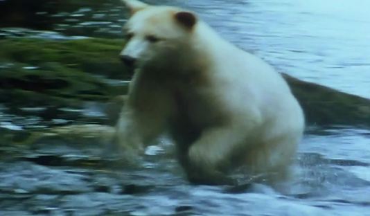 Nature & Wildlife - Search for the Ghost Bear - Part 1 | eJOY English