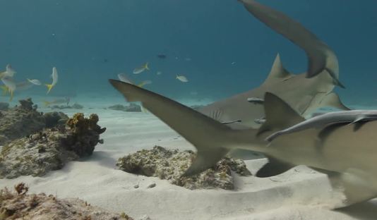 Nature & Wildlife - Wild Sharks - Part 6 | eJOY English